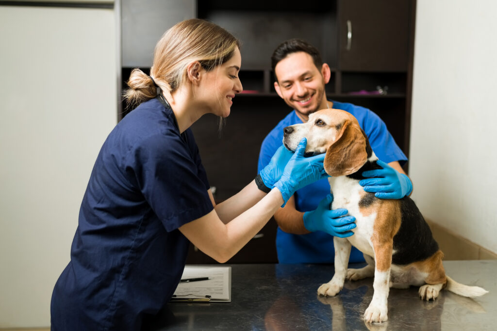 Veterinary Practice Brokers New York | Exit Strategy